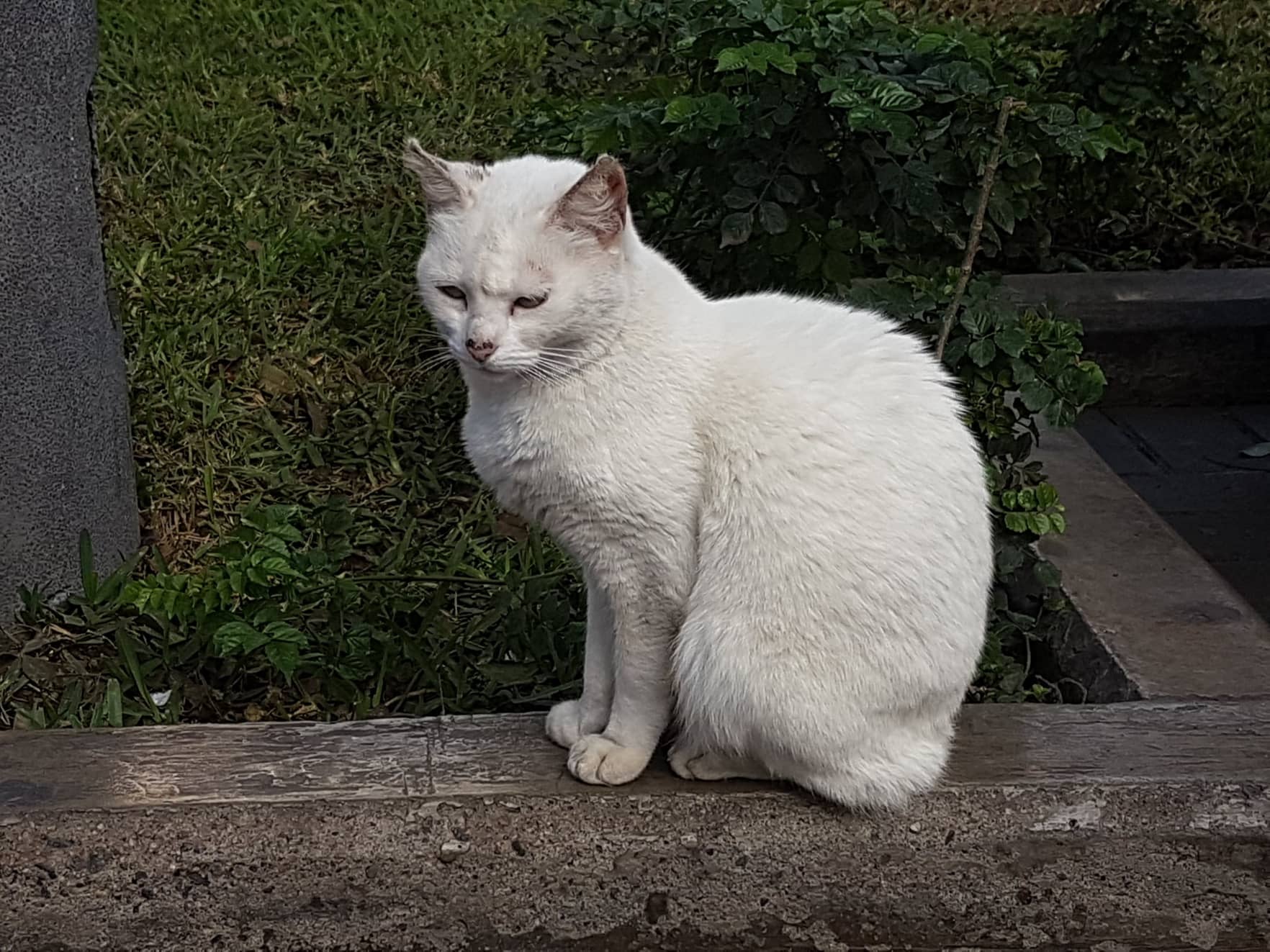 Lima City of Cats